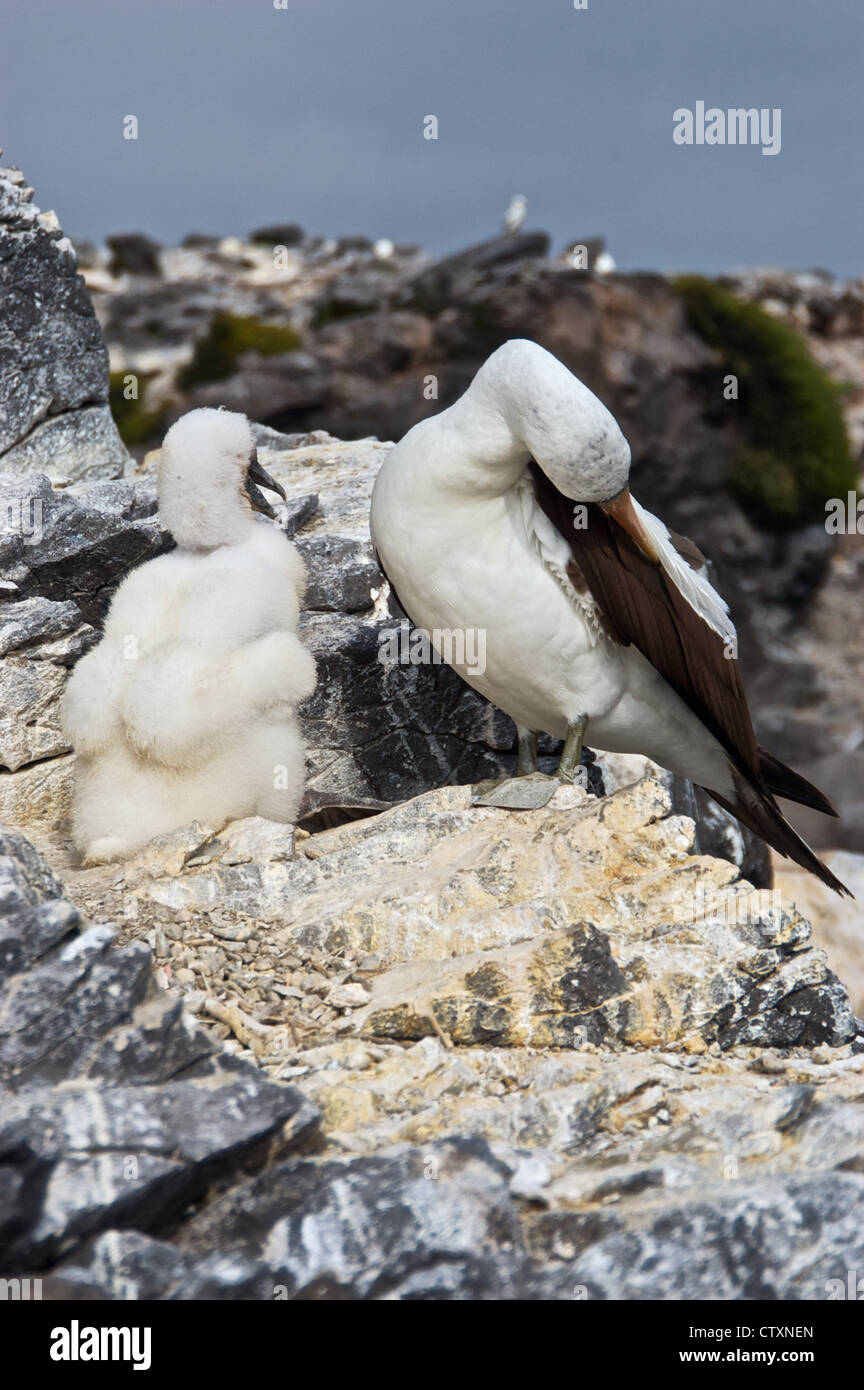 Boobies on Galapagos Island, Ecuador Stock Photo - Alamy