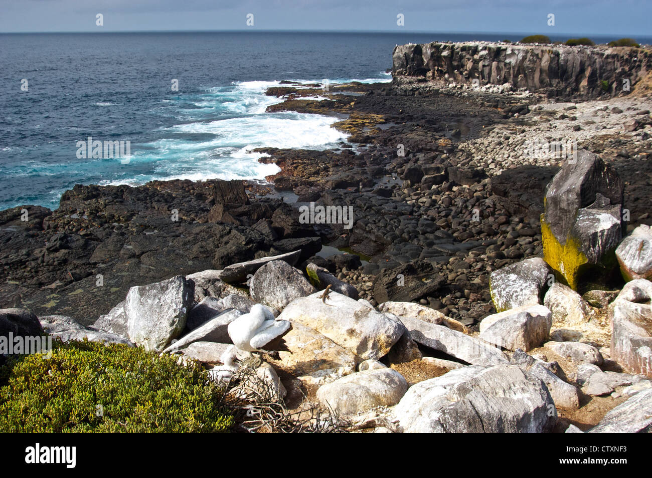 Coast of Galapagos, Ecuador Stock Photo - Alamy