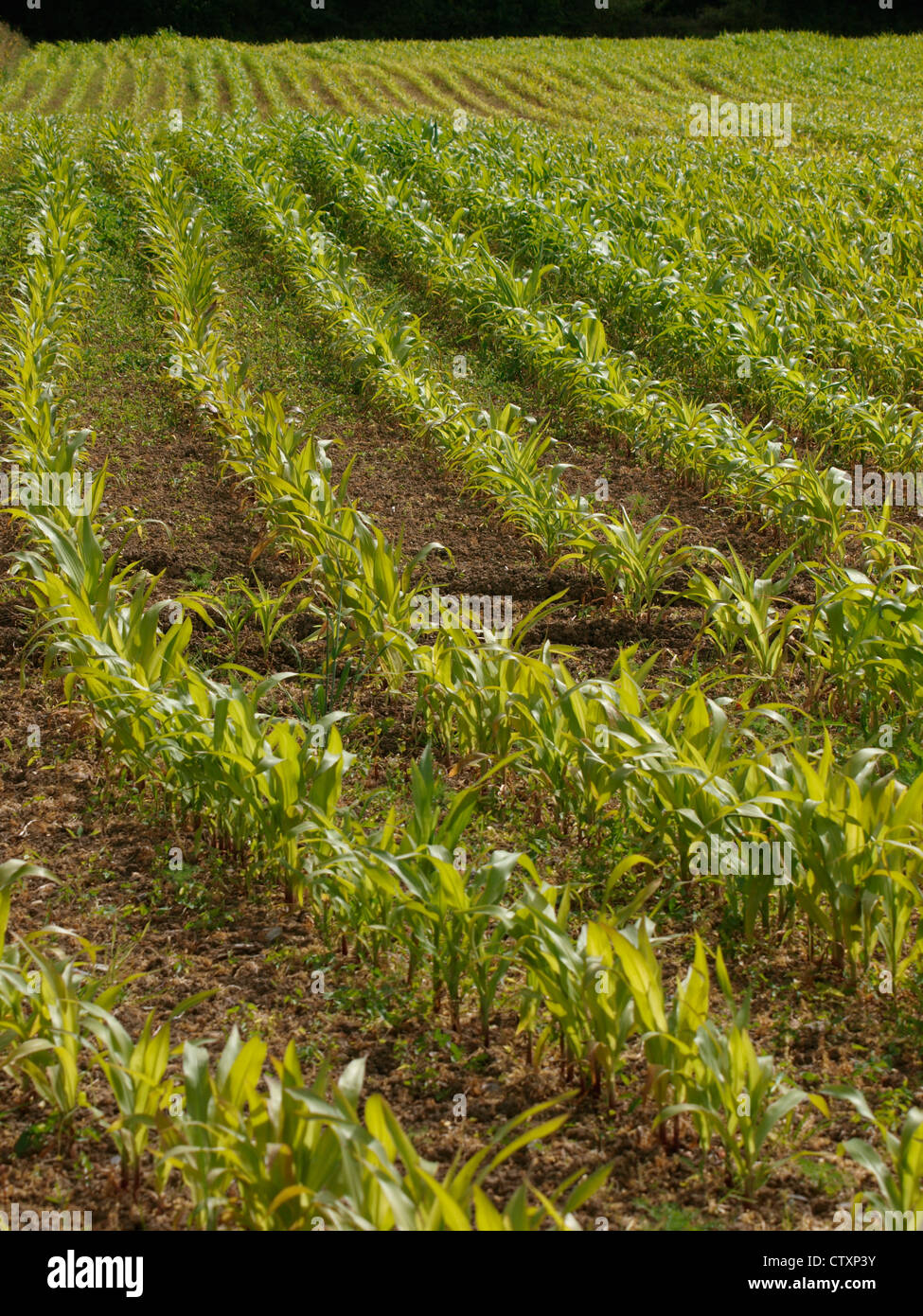 Corn crop hi-res stock photography and images - Alamy