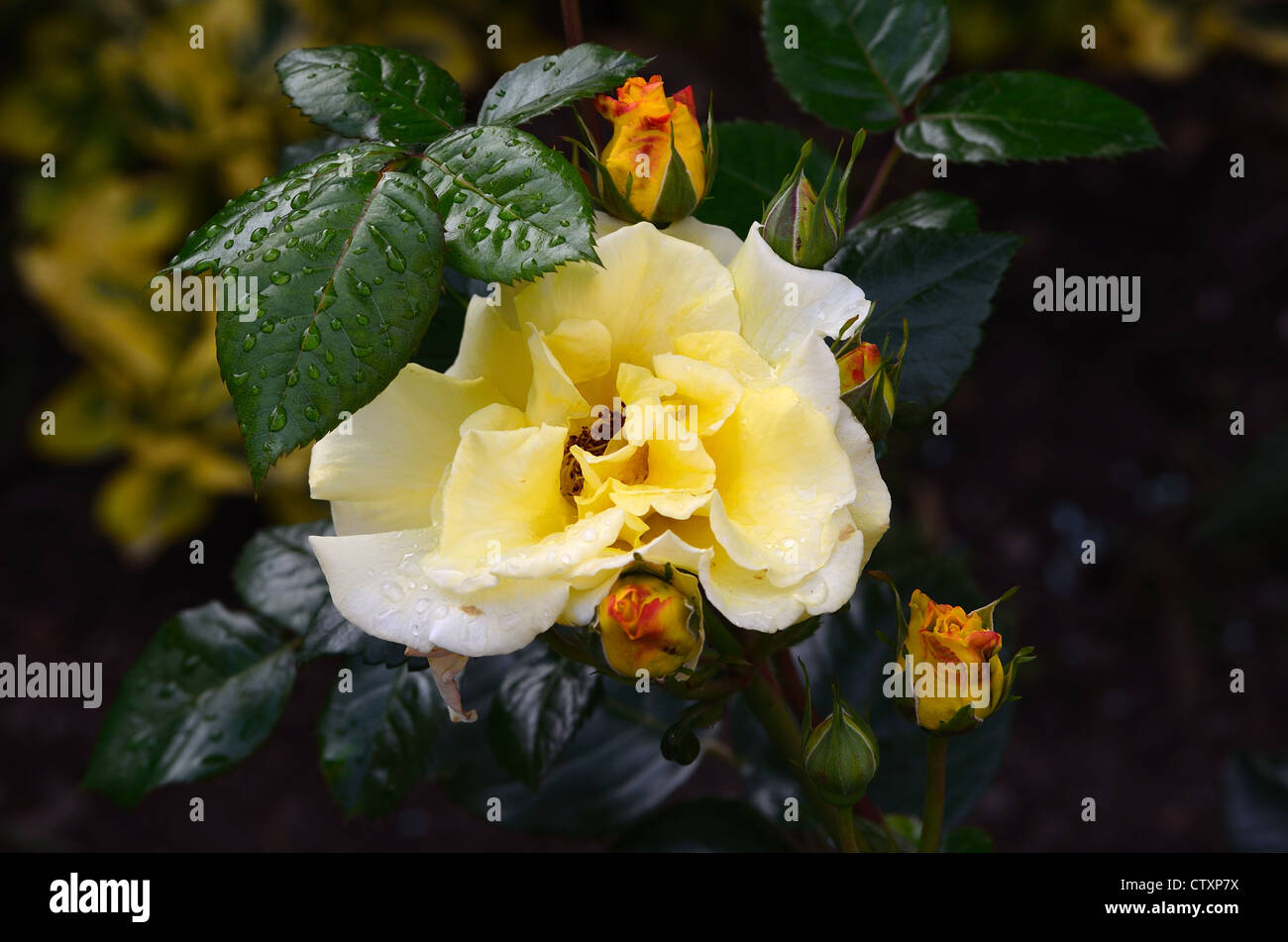 Arthur Bell Rose Stock Photo - Alamy