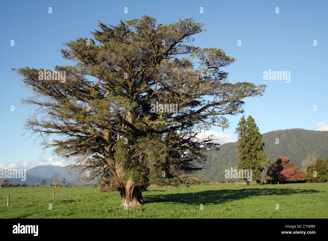 Tree trees new zealand hi-res stock photography and images - Alamy