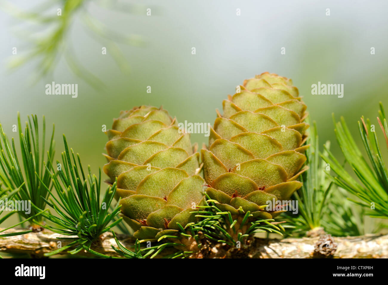 Female cone hi-res stock photography and images - Alamy