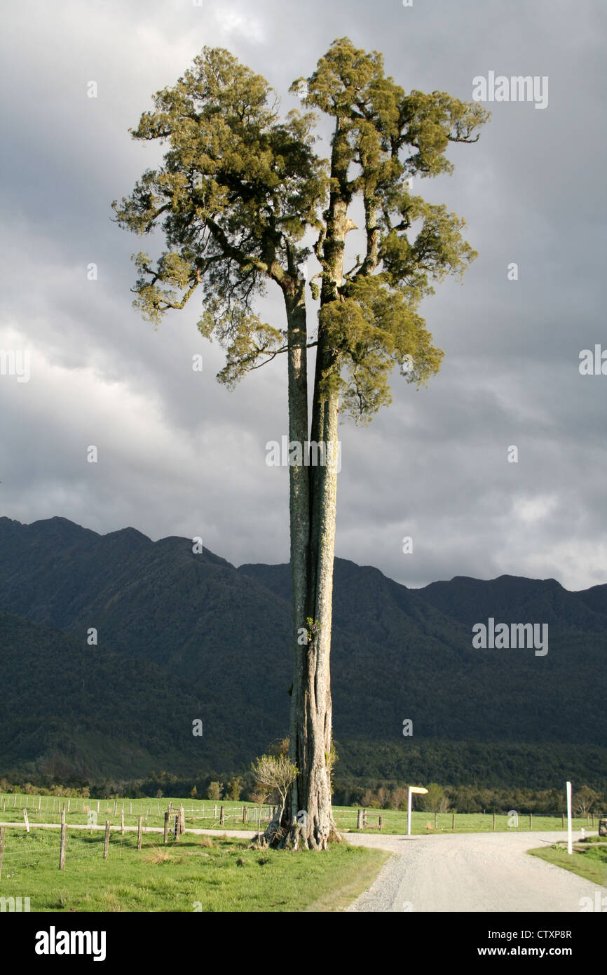 Tree in New Zealand Stock Photo - Alamy