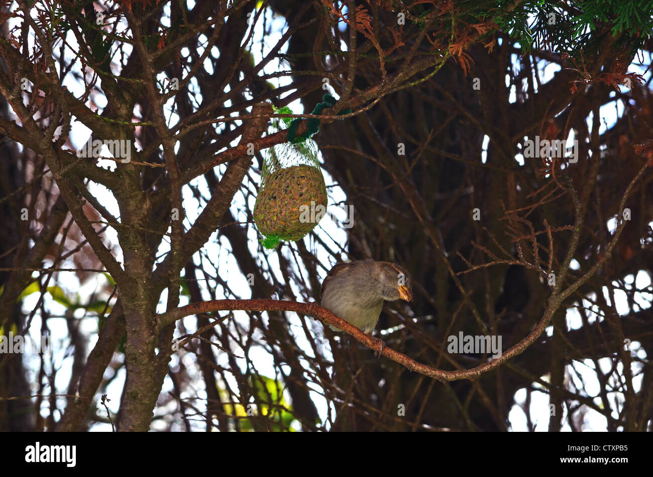 Female House Sparrow feeding at a fat ball Stock Photo - Alamy