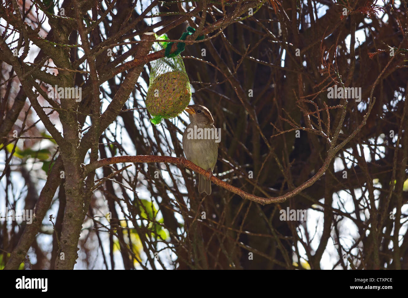 Female House Sparrow feeding at a fat ball Stock Photo - Alamy
