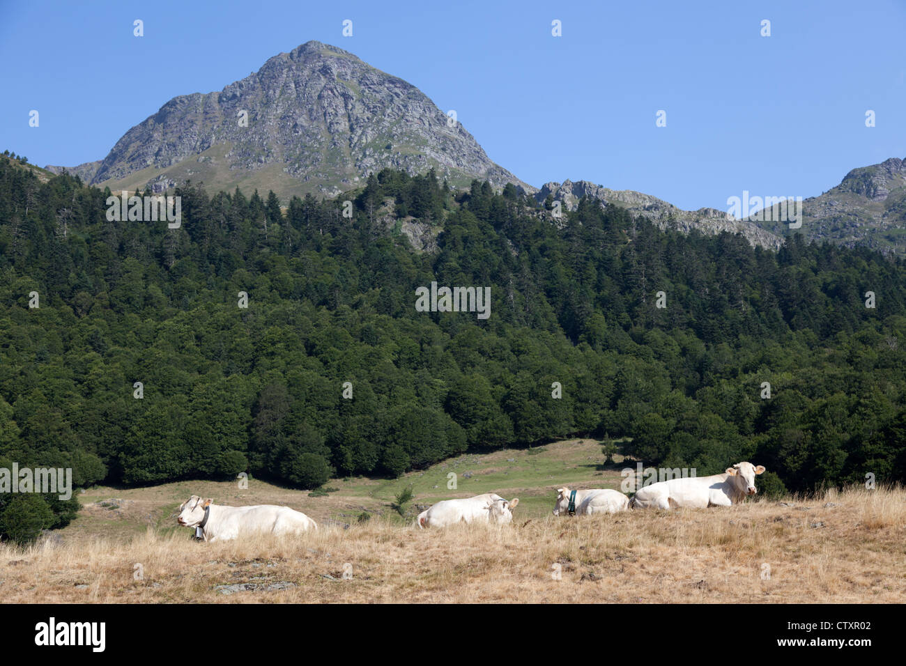 A heard of blonde d'Aquitaine cattle at their pasture at high altitude ...