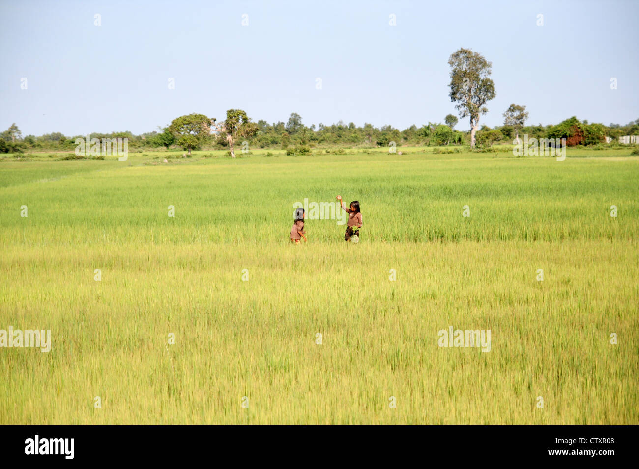 Cambodian kids playing in a paddy field Stock Photo - Alamy