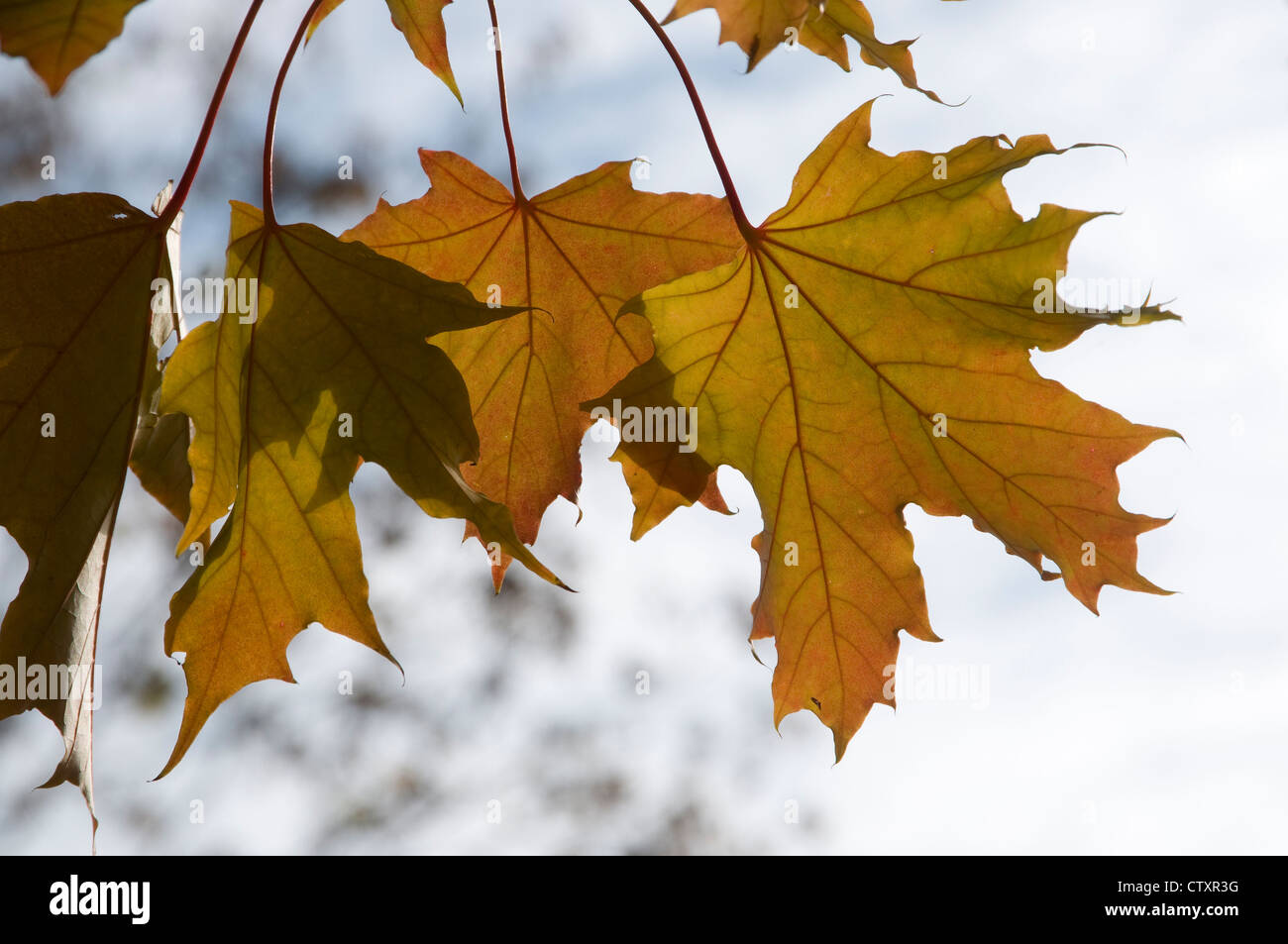 Maple leaves across the sunny sky Stock Photo - Alamy