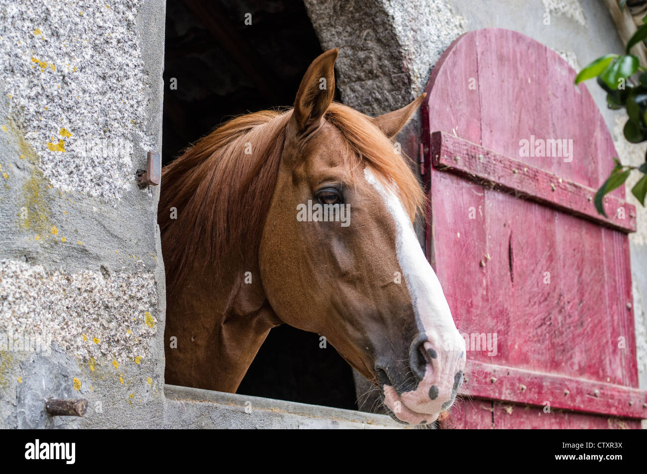 Amazing horse photo with great colors and light Stock Photo - Alamy
