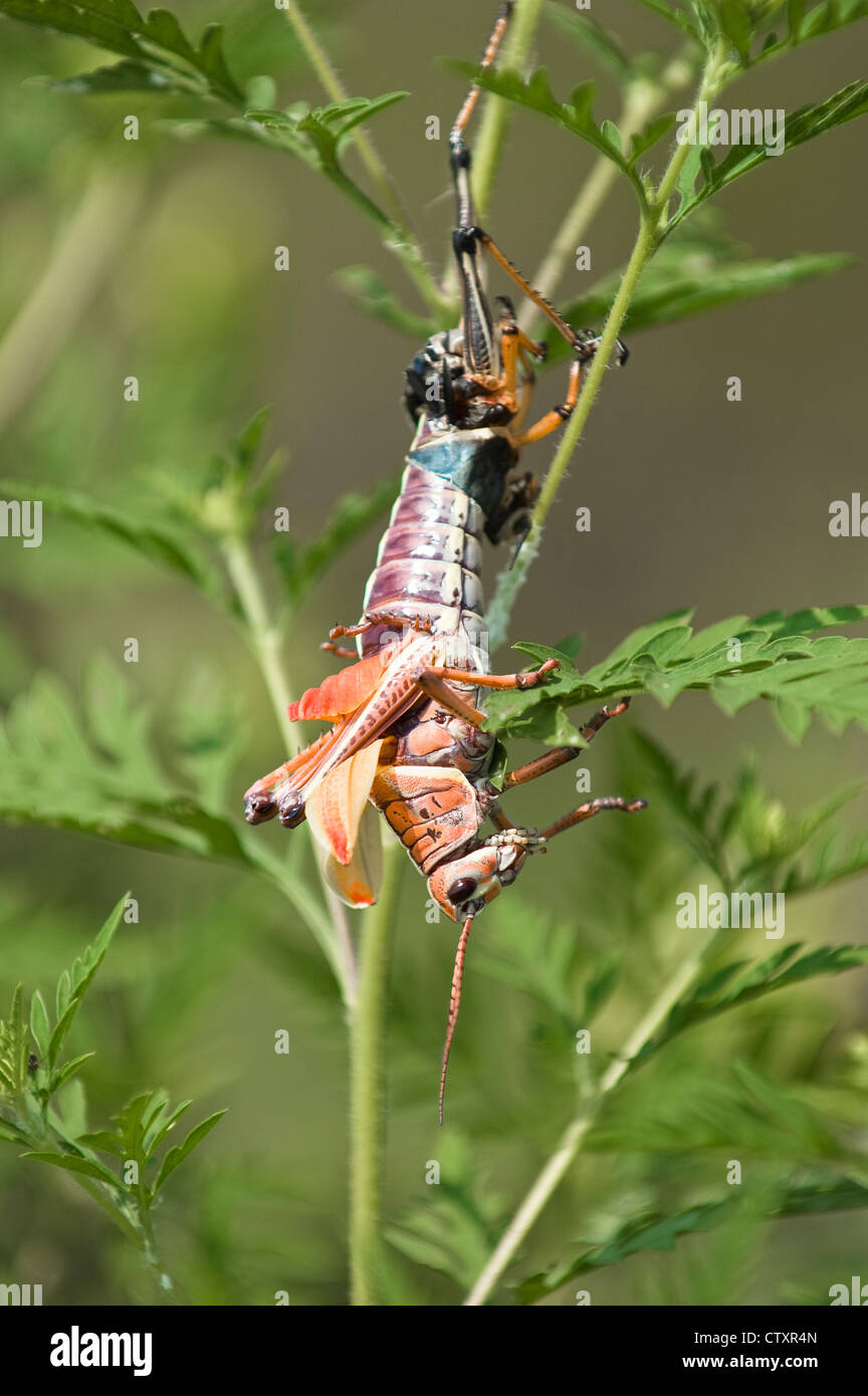 Grasshopper shedding exoskeleton hi-res stock photography and images ...