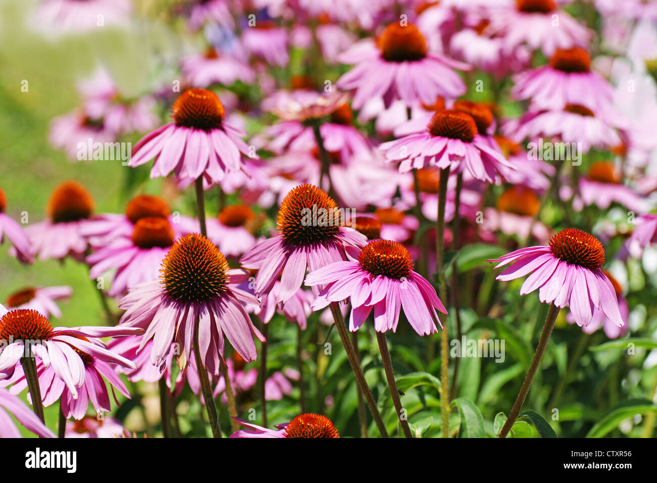 Beautiful field of pink cone flowers, Echinacea purpurea, a medicinal ...