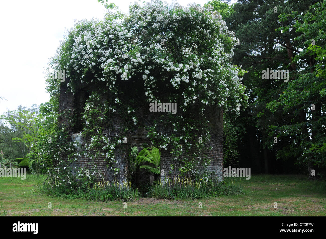 Rose covered building hi-res stock photography and images - Alamy
