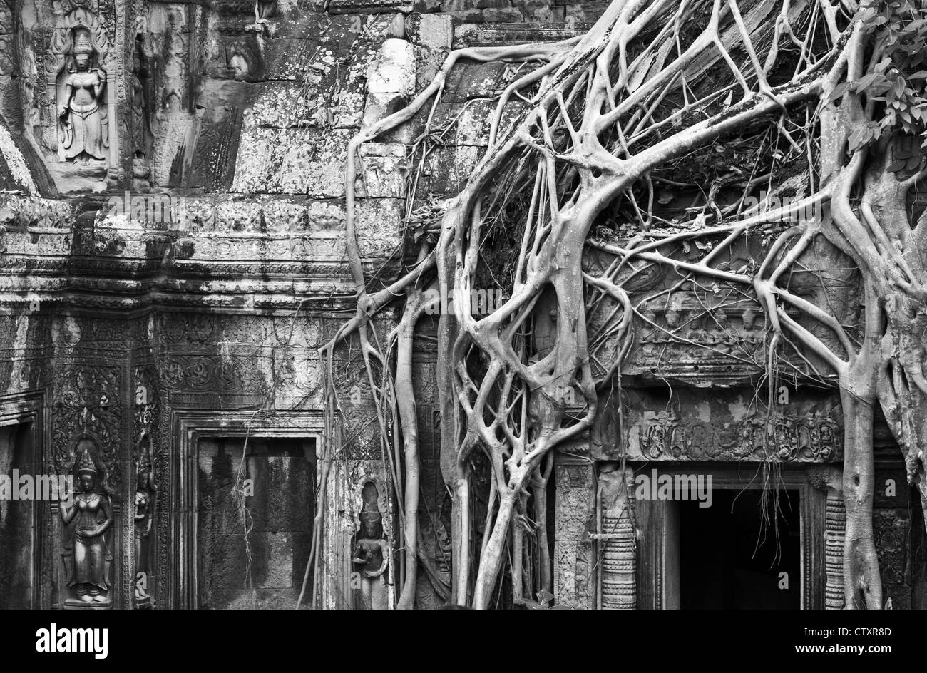 Ta prohm strangler fig tree hi-res stock photography and images - Alamy