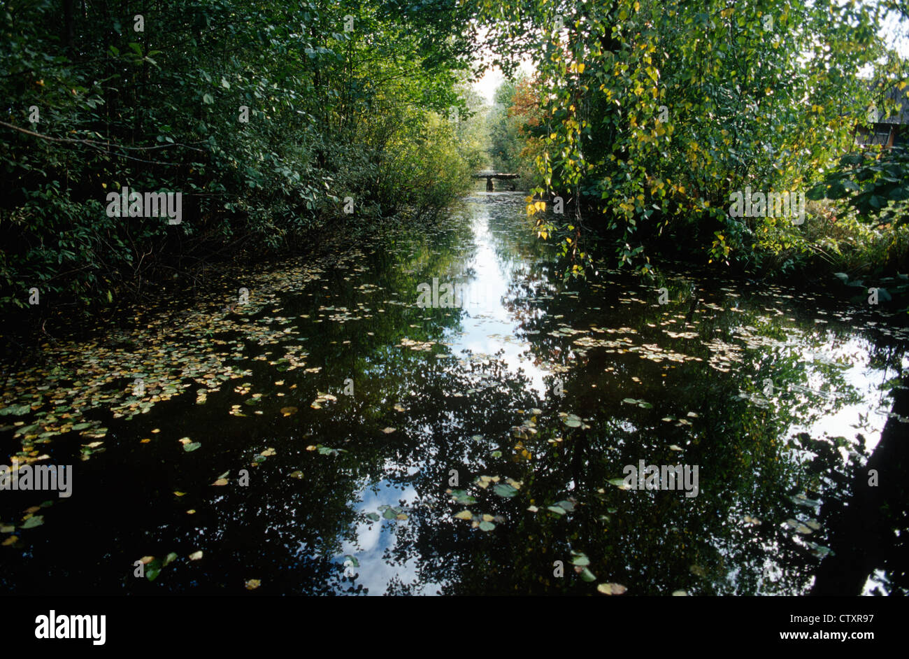 Trees over a small river Stock Photo - Alamy