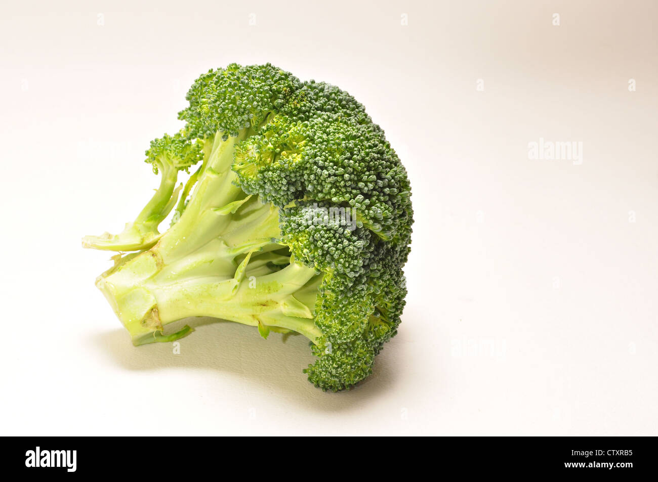 Stalk of raw broccoli on a plain background Stock Photo - Alamy