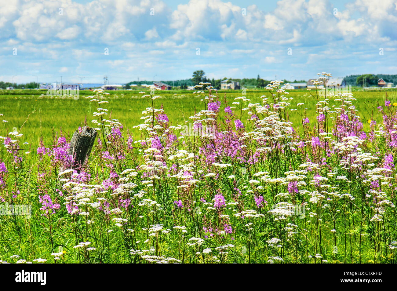 Summer landscape in rural Canada Stock Photo - Alamy