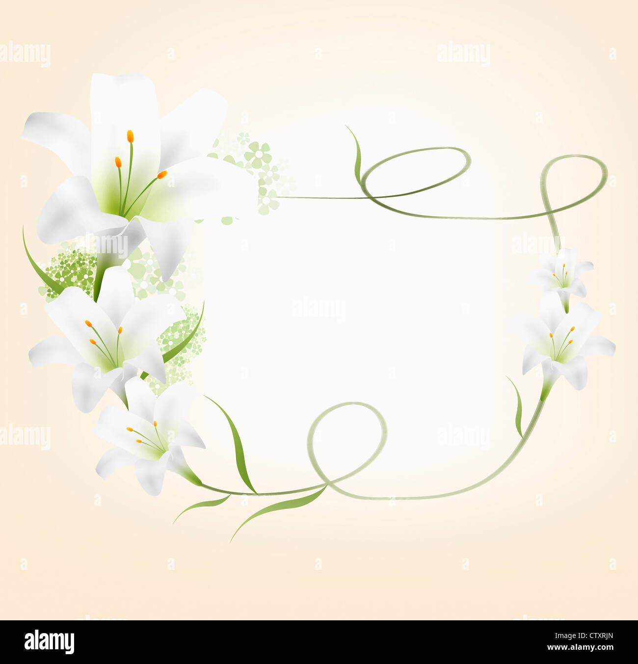 White lily frame Stock Photo - Alamy