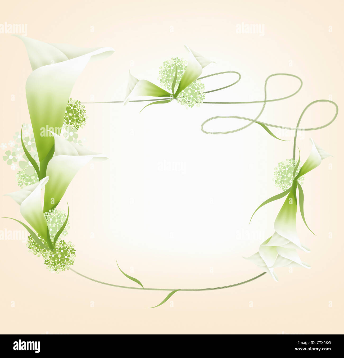 White calla frame Stock Photo - Alamy