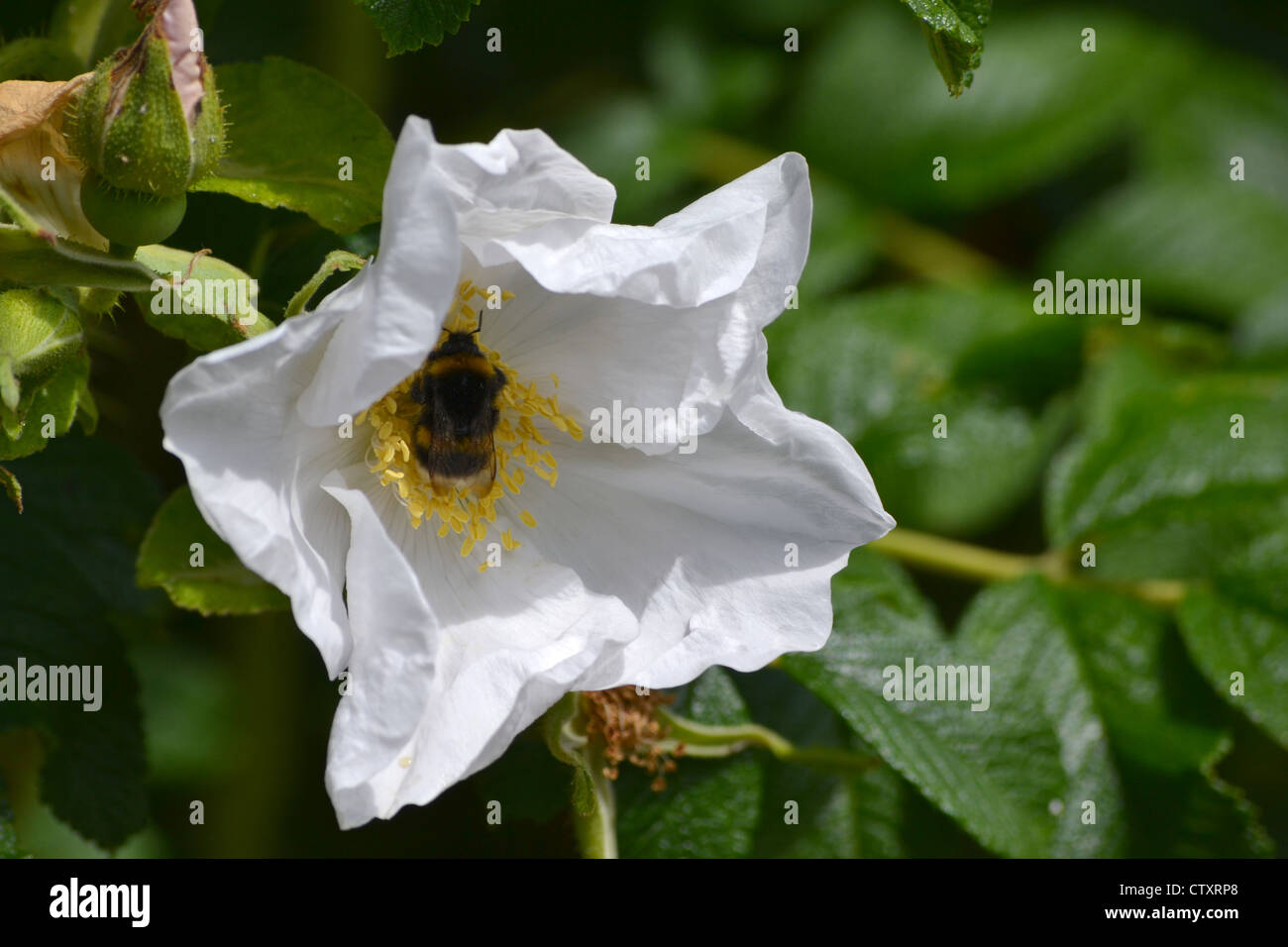 A Bee inside a flower Stock Photo - Alamy