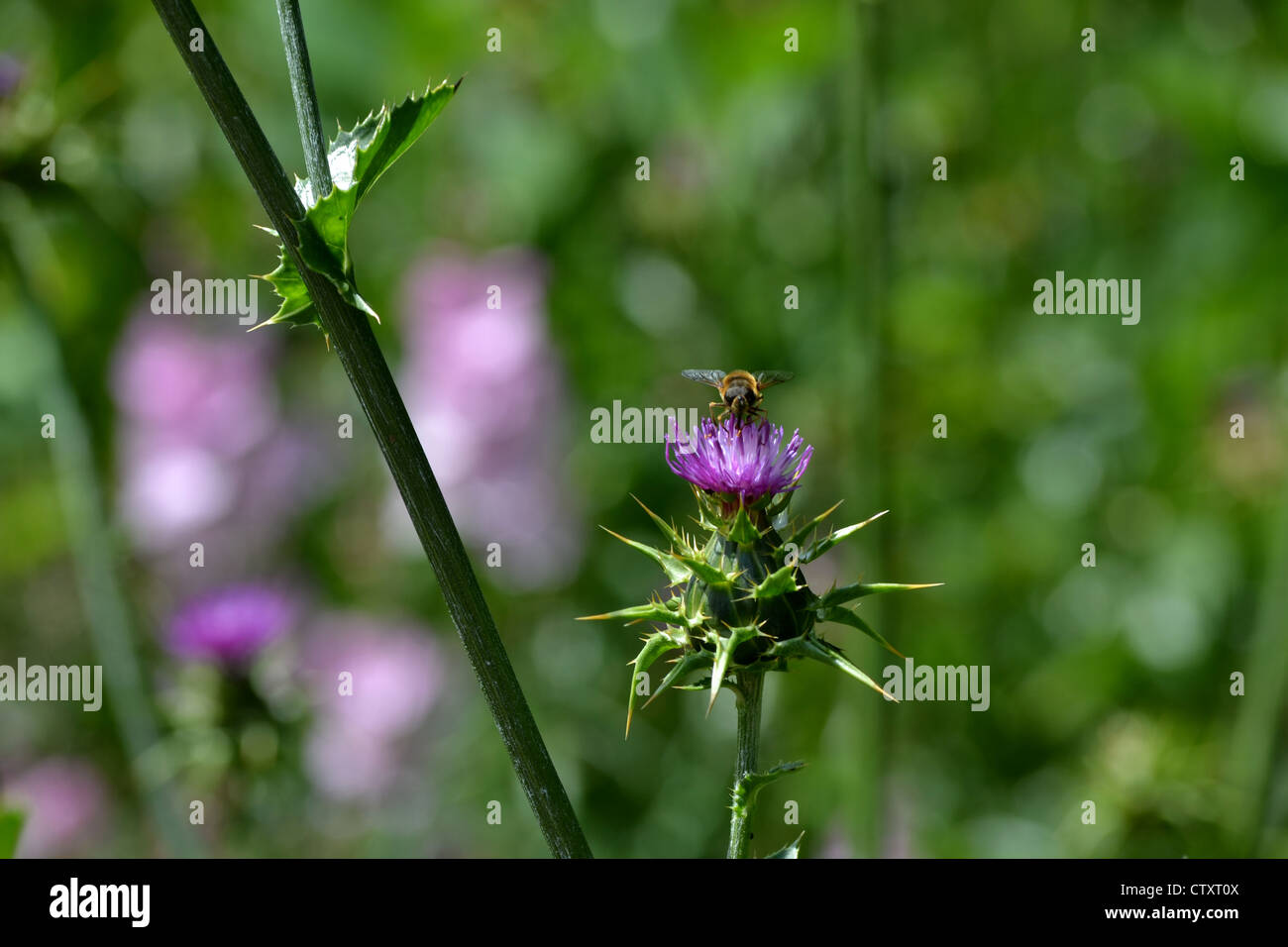 Bee resting hi-res stock photography and images - Alamy