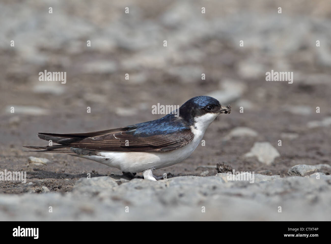 House martins uk hi-res stock photography and images - Alamy