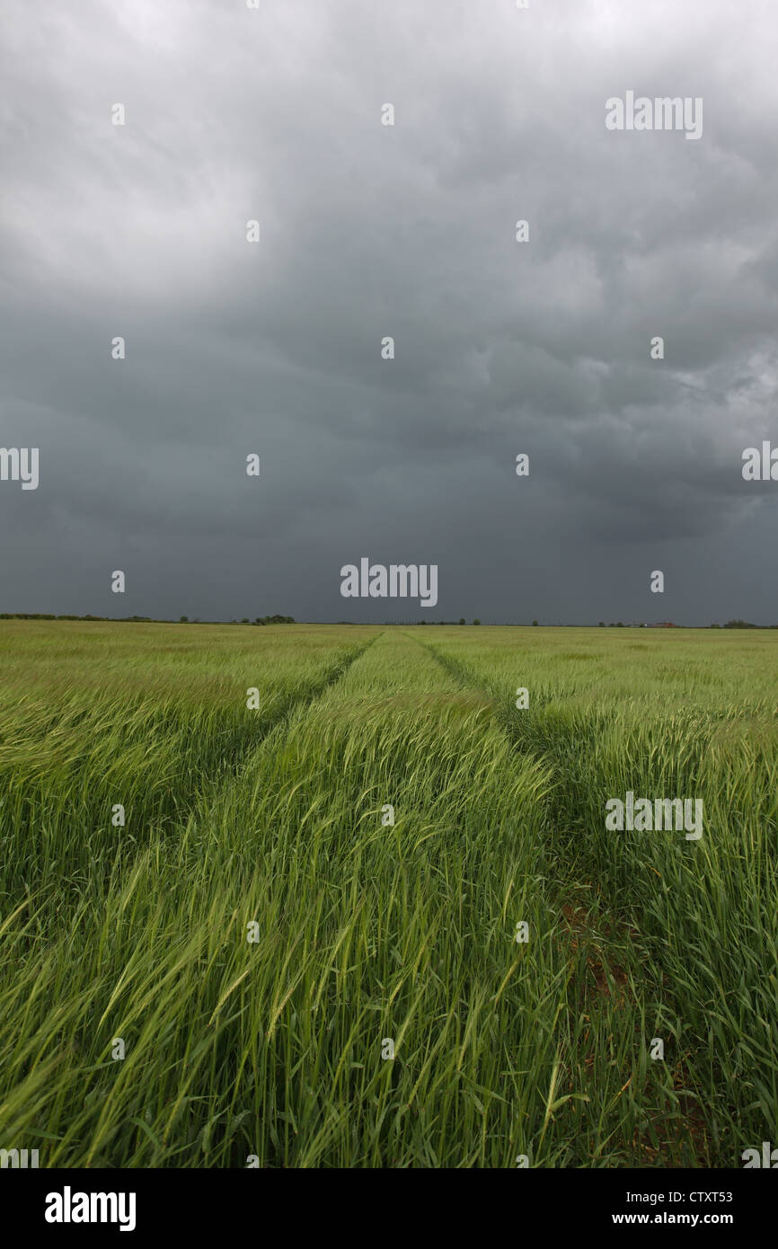 Barley field in storm Stock Photo - Alamy