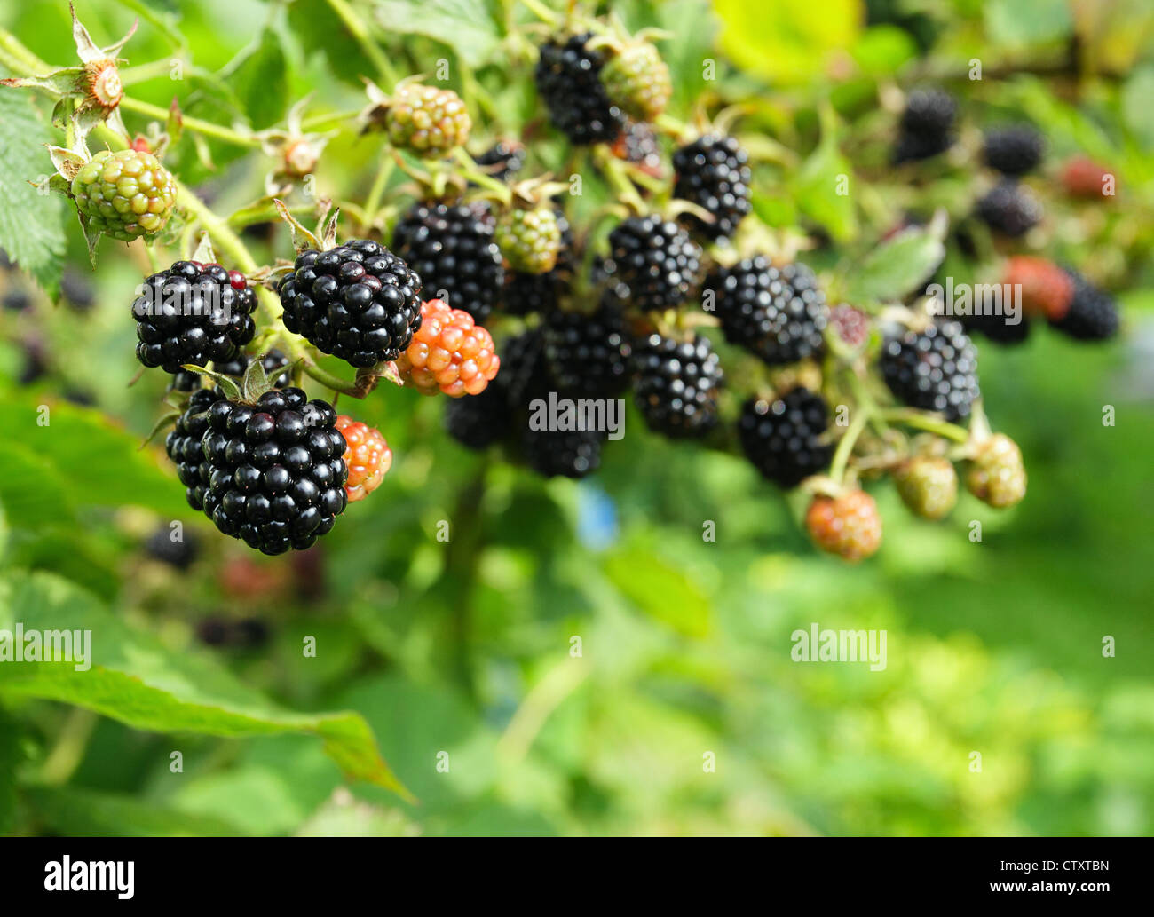 Blackberry fruit branch High Resolution Stock Photography and Images ...