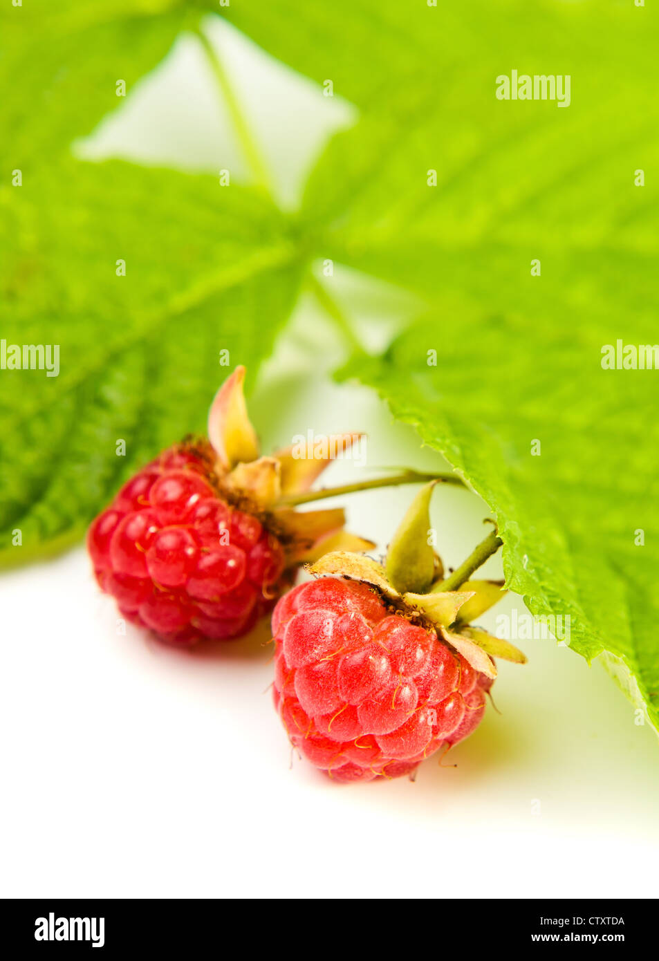 ripe red raspberry on a white background Stock Photo - Alamy