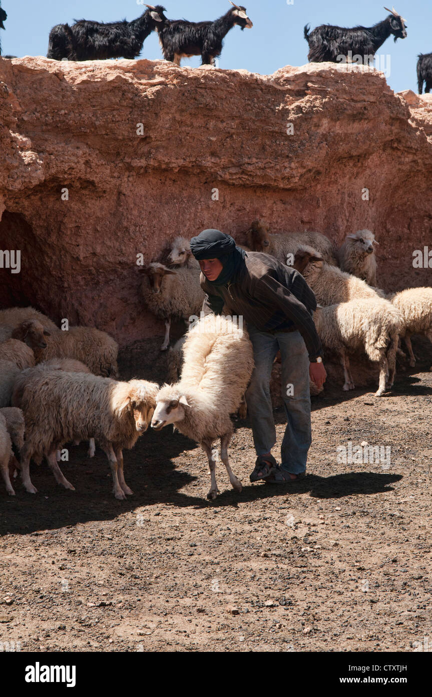 Sheep atlas mountains hi-res stock photography and images - Alamy