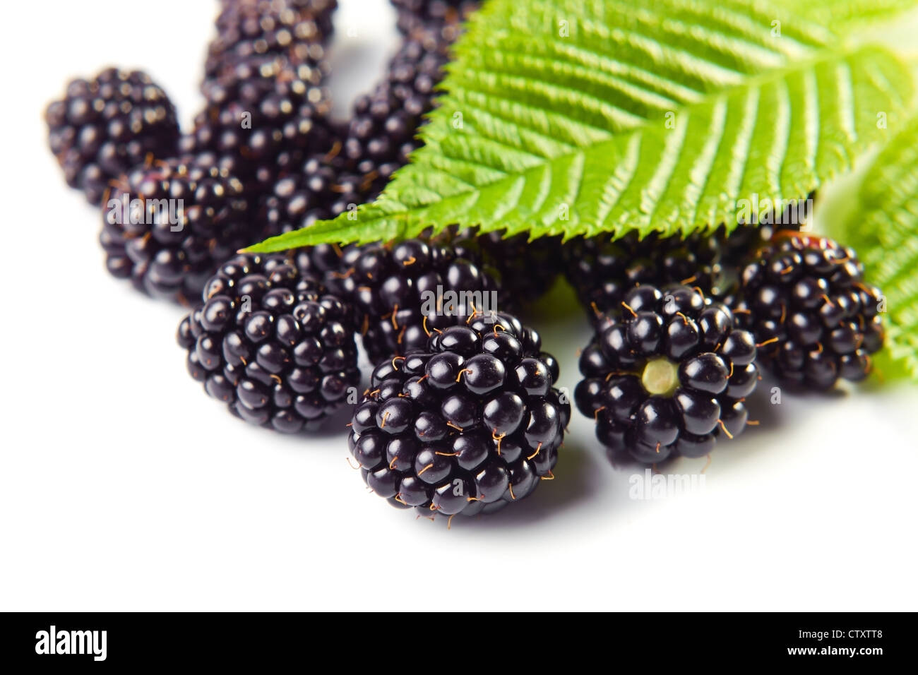 ripe blackberry isolated on a white background Stock Photo - Alamy