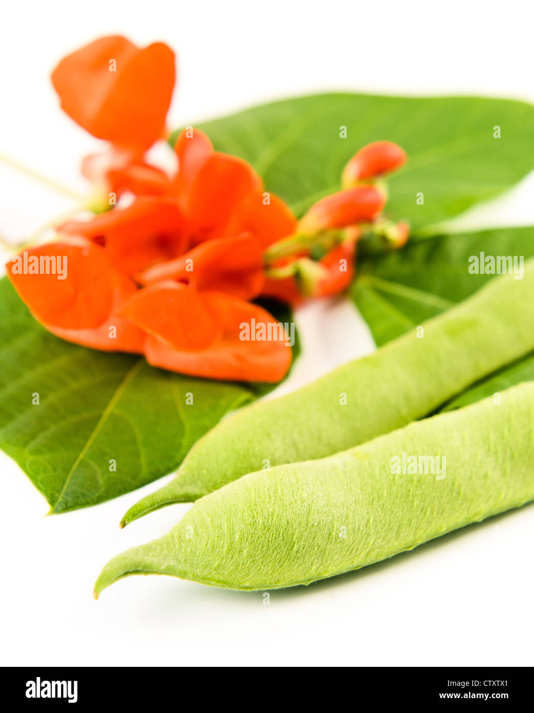 String bean on a white background Stock Photo - Alamy