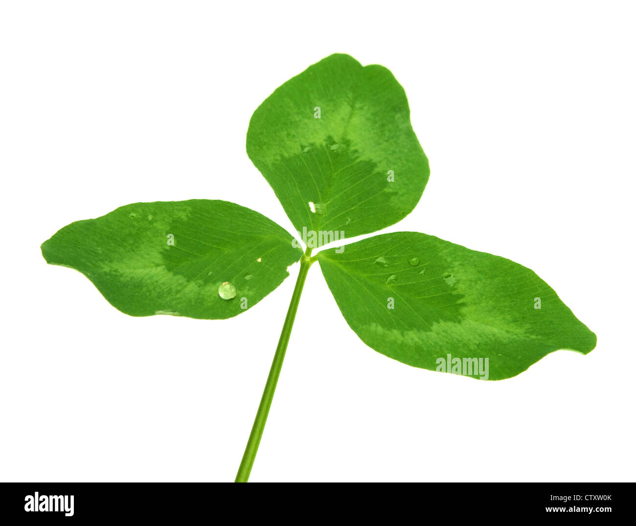 isolated leaf of clover Stock Photo - Alamy