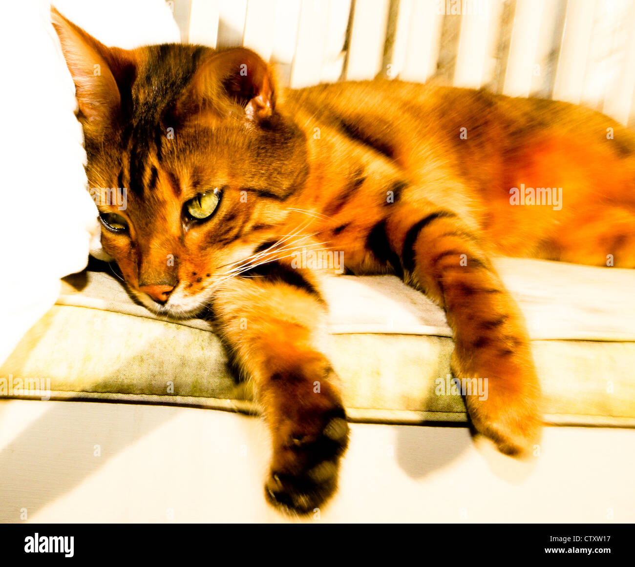 Bengal cat resting hi-res stock photography and images - Alamy