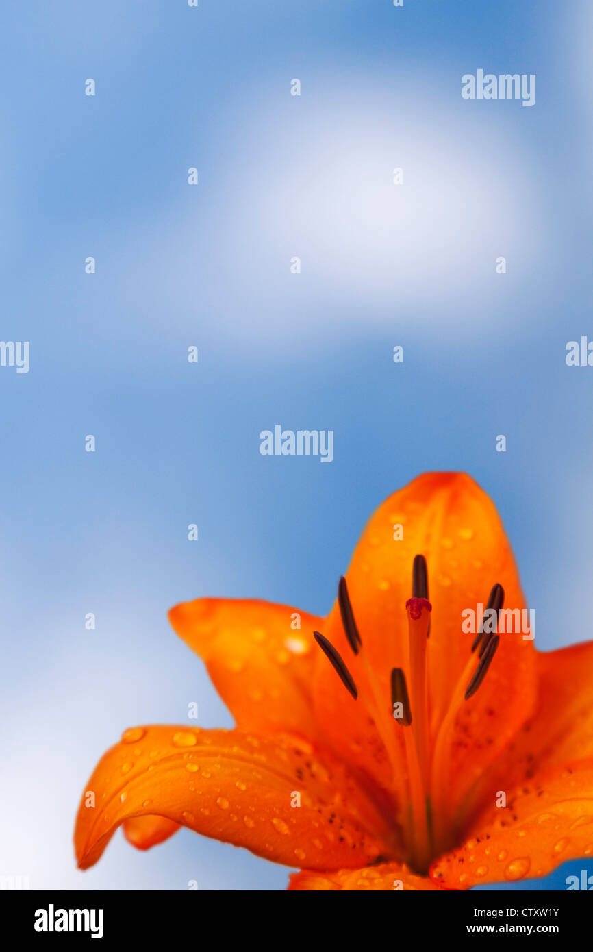 Modern lily garden hi-res stock photography and images - Alamy