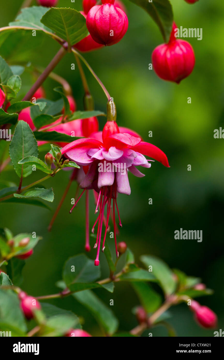 Red Fuchsia's flowers hanging in the garden Stock Photo - Alamy