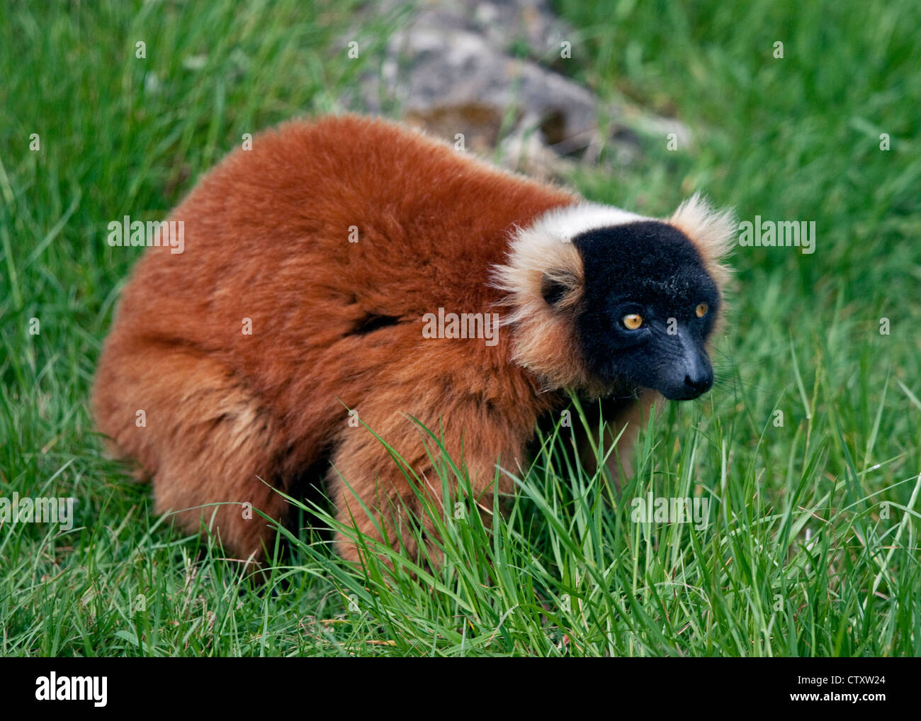 Red Ruffed Lemur (varecia variegata rubra Stock Photo - Alamy