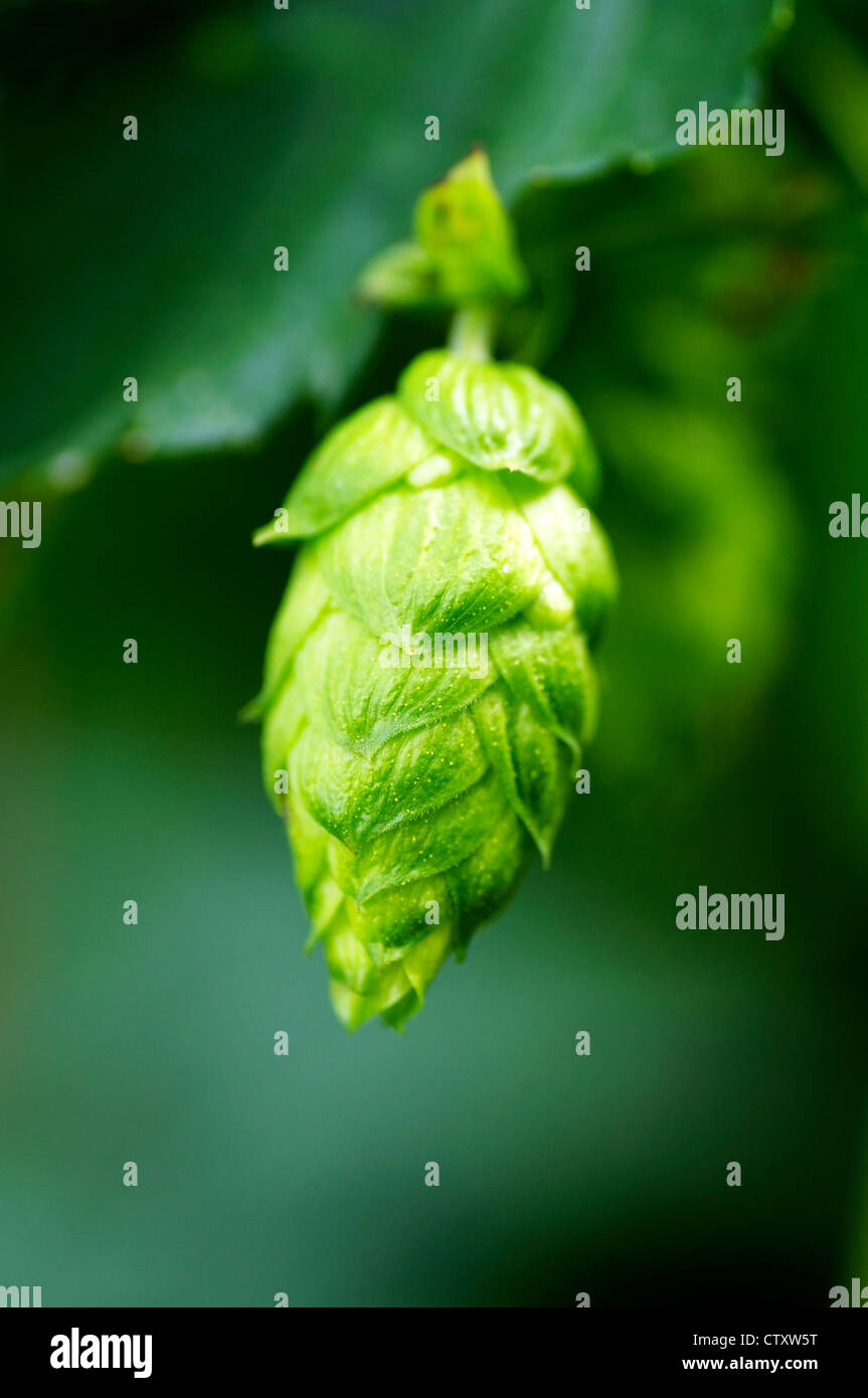 Hops hi-res stock photography and images - Alamy