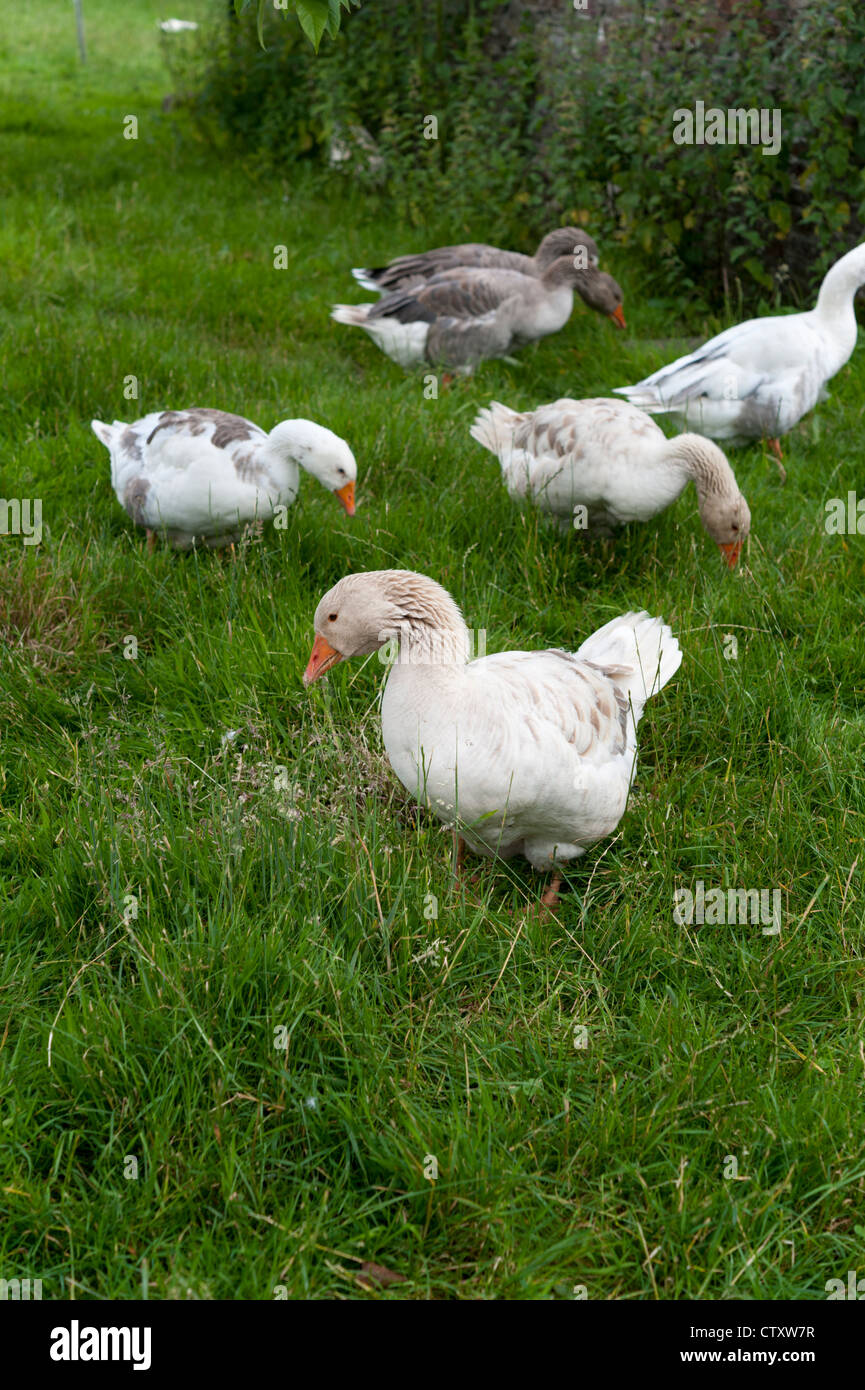 Geese wandering on grass Stock Photo - Alamy