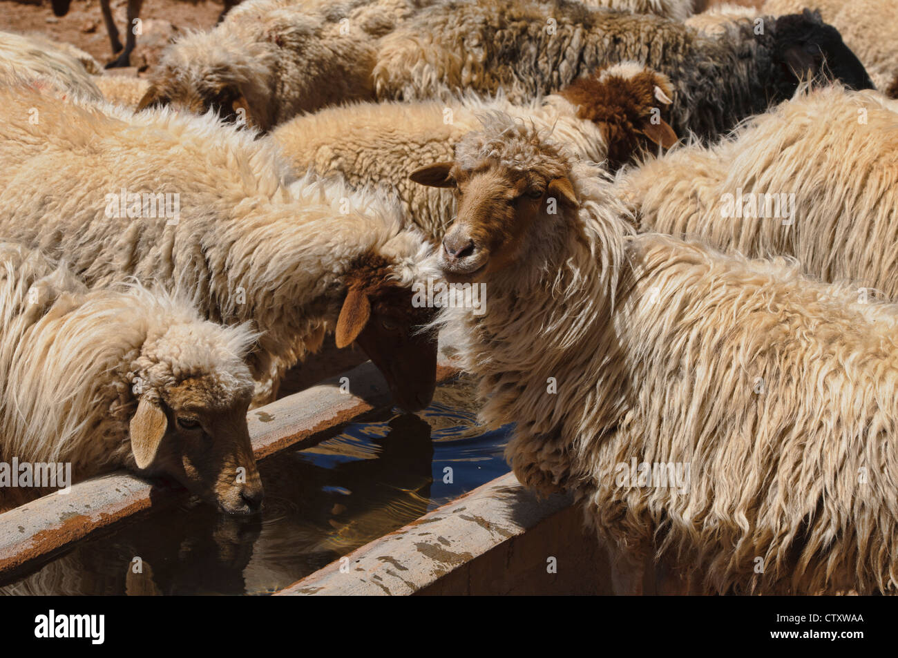 What do sheep drink hi-res stock photography and images - Alamy