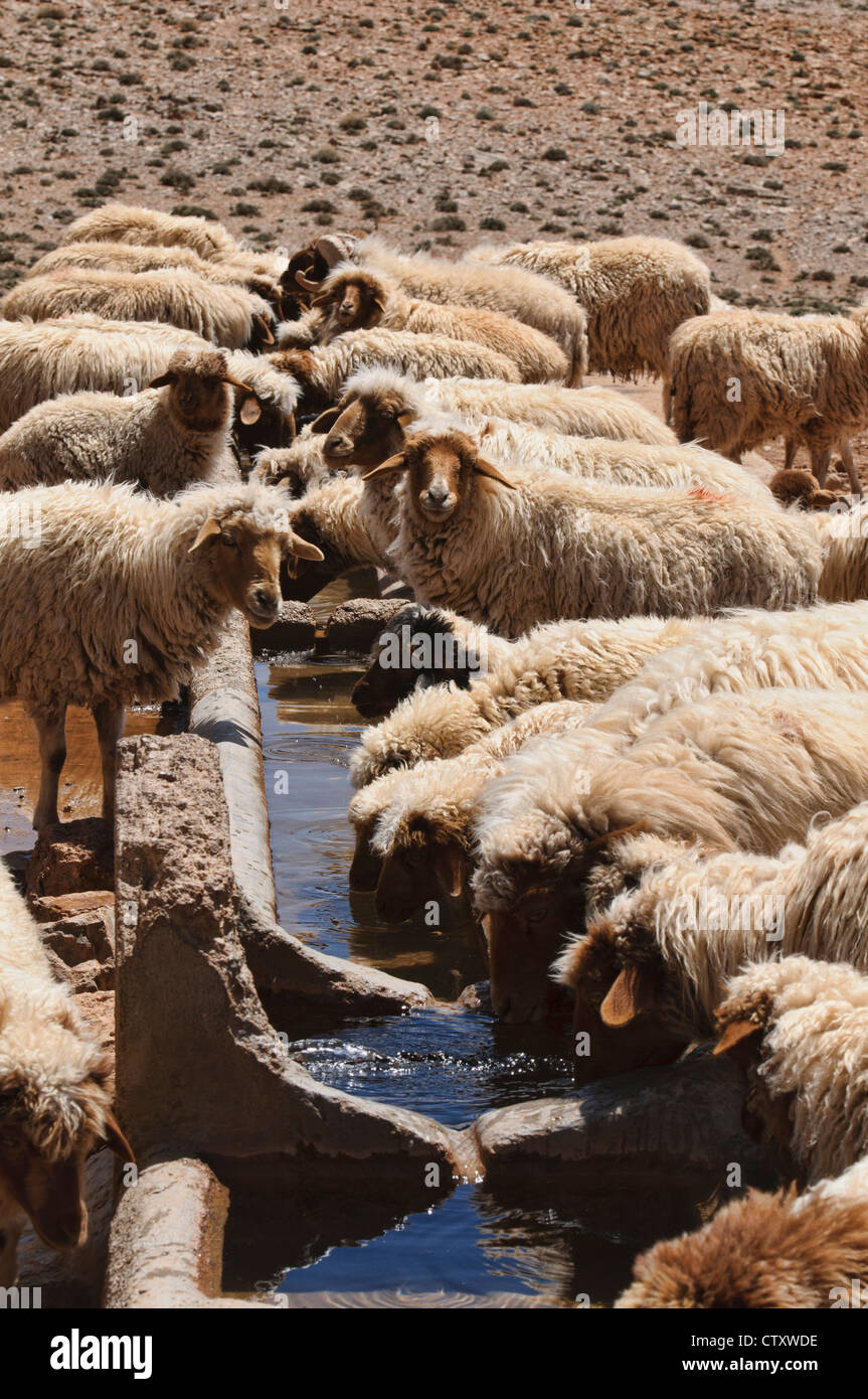 Sheep atlas mountains hi-res stock photography and images - Alamy