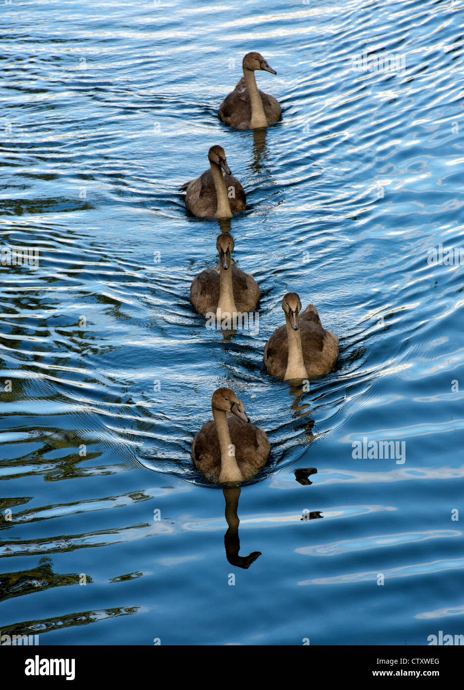 Group of 5 cygnets (juvenile Mute Swans) swimming in line towards the ...