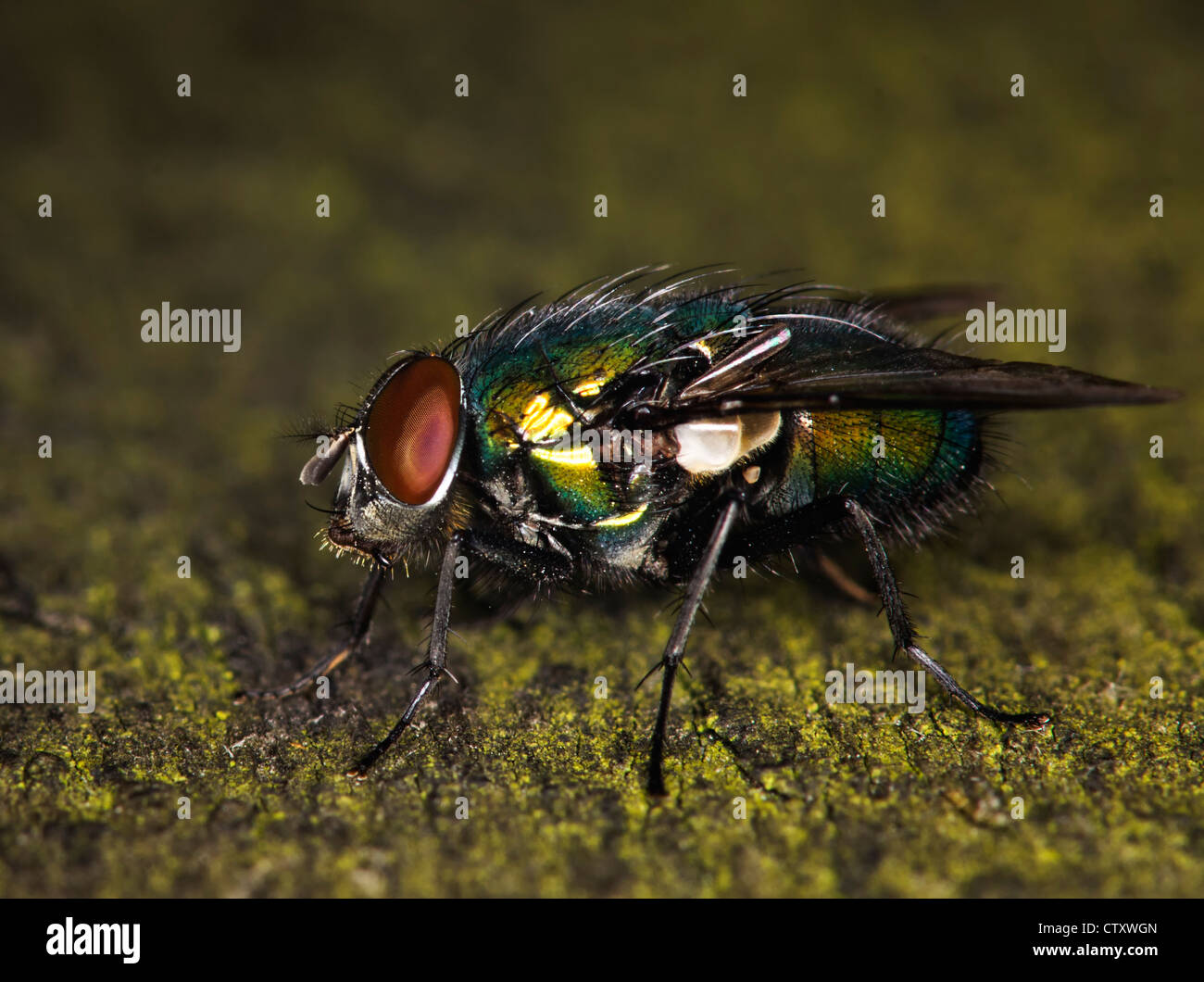 Close up of a fly Stock Photo - Alamy