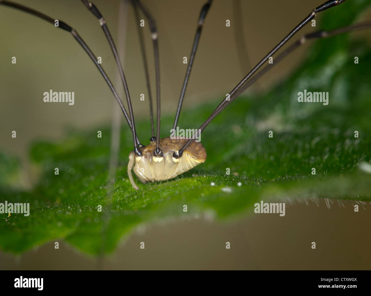 Harvest spider hi-res stock photography and images - Alamy