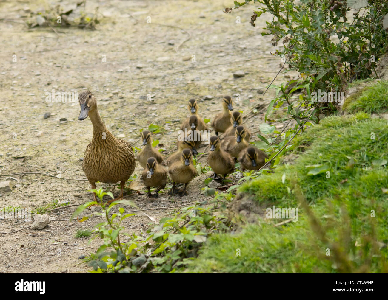 Family group wildlife hi-res stock photography and images - Alamy
