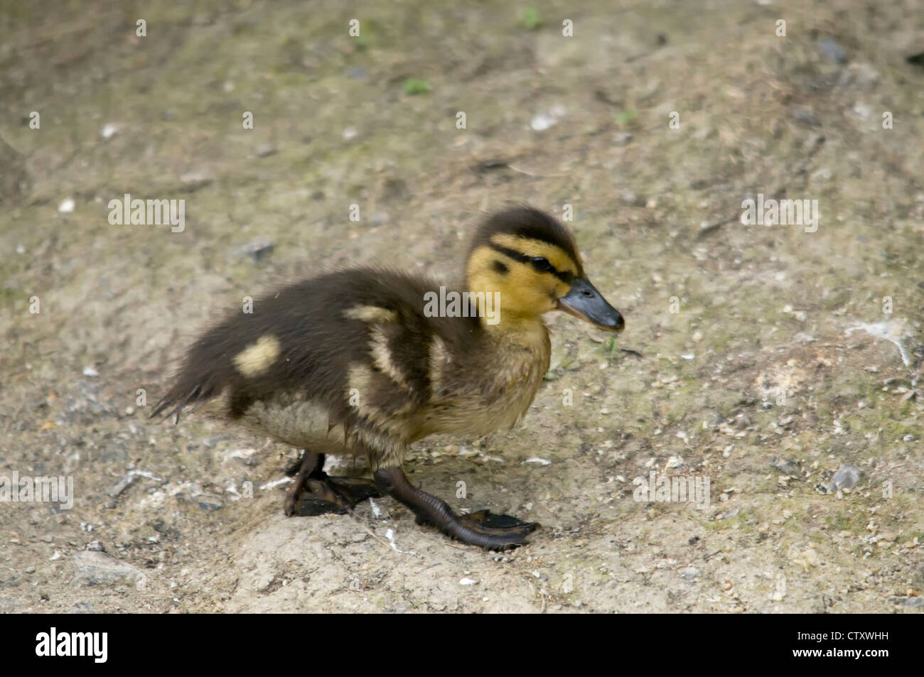Ducklings uk hi-res stock photography and images - Alamy