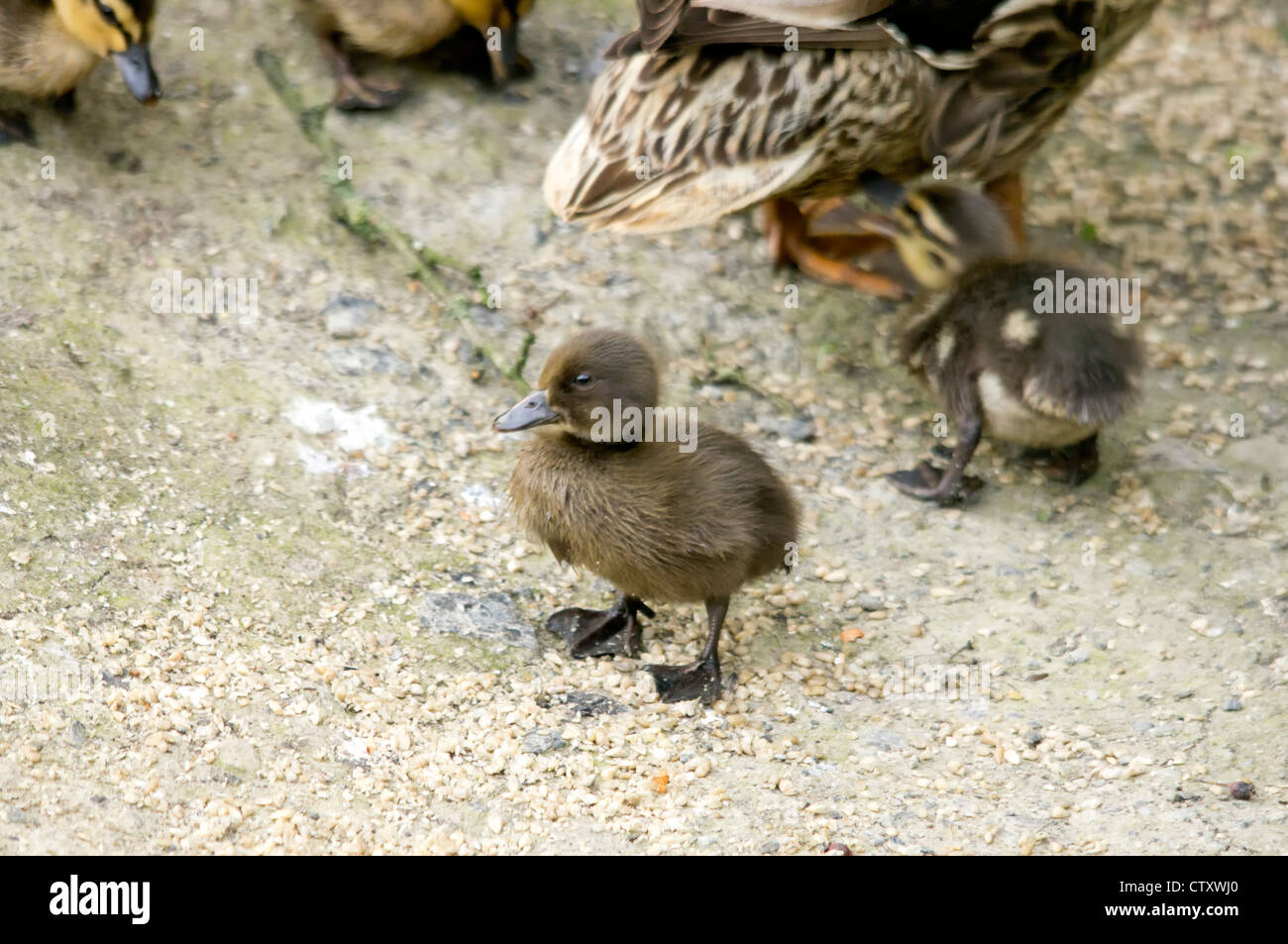 Wildlife ducklings hi-res stock photography and images - Alamy