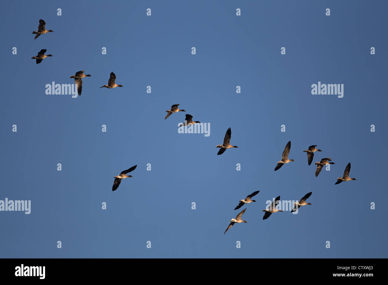 Taiga Bean Goose (Anser fabalis fabalis Stock Photo - Alamy