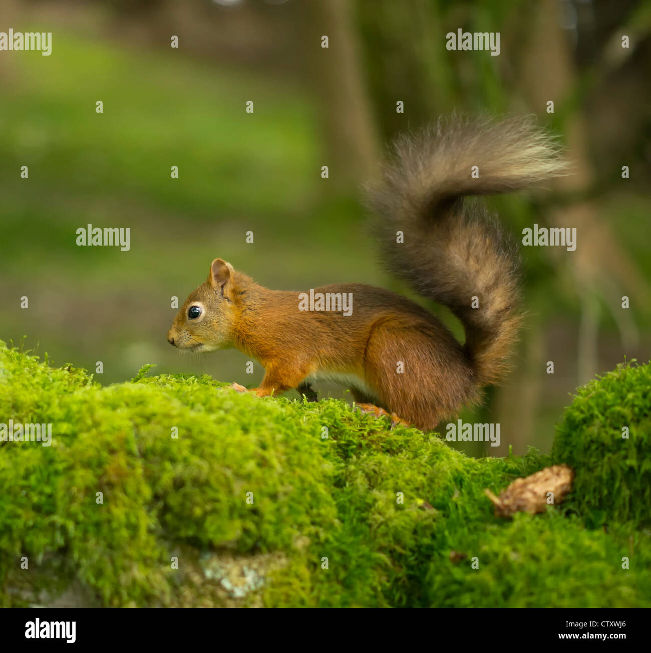 Wild Red Squirrel in North Yorkshire Stock Photo - Alamy