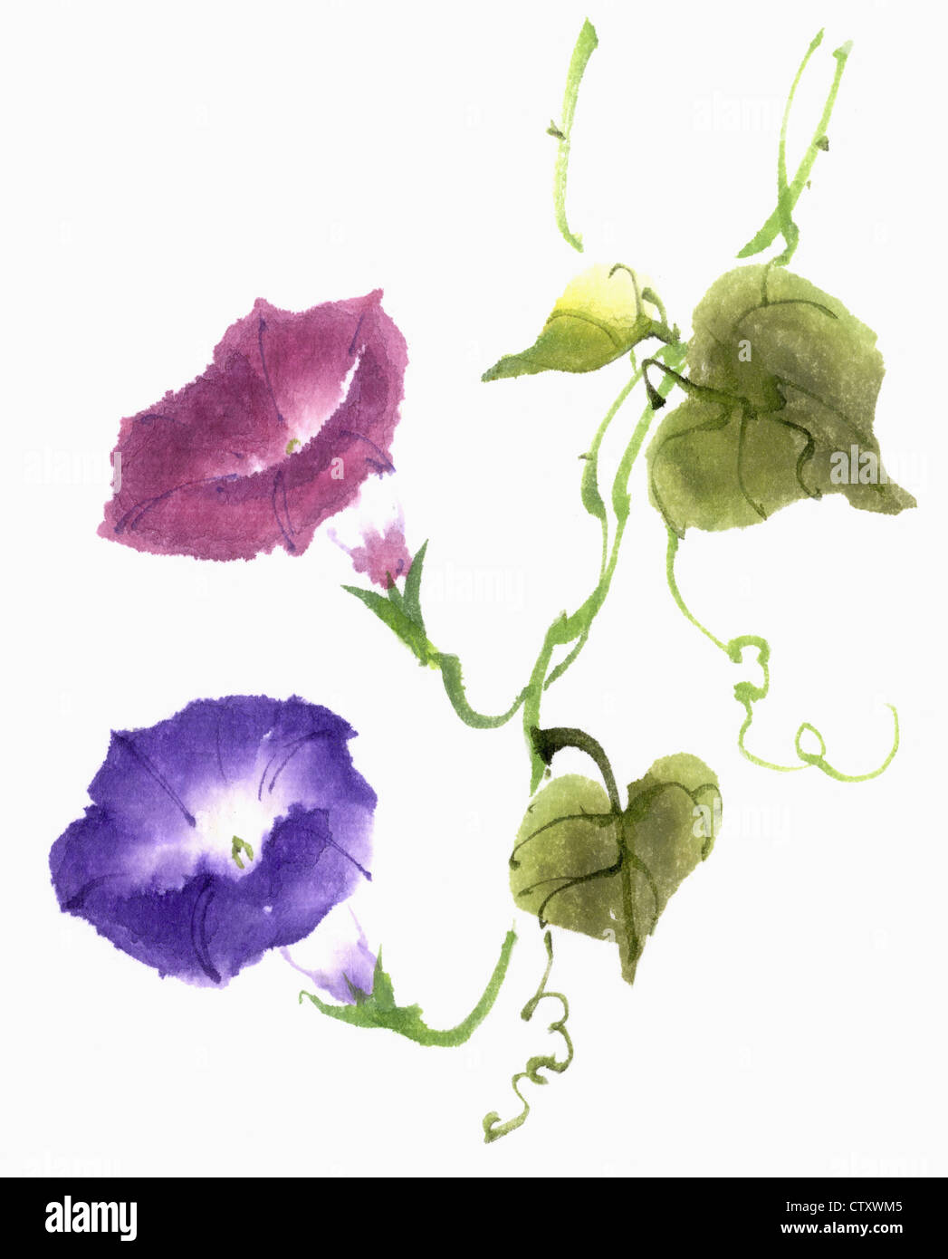 Blue and purple morning glory Stock Photo - Alamy