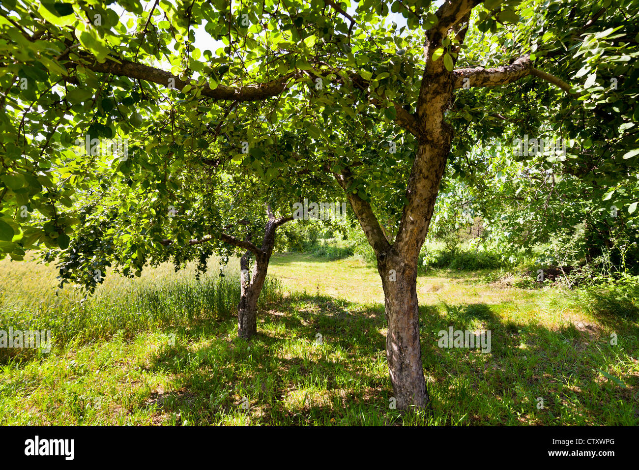 Apple trees with green unripe fruits in the summer Stock Photo - Alamy